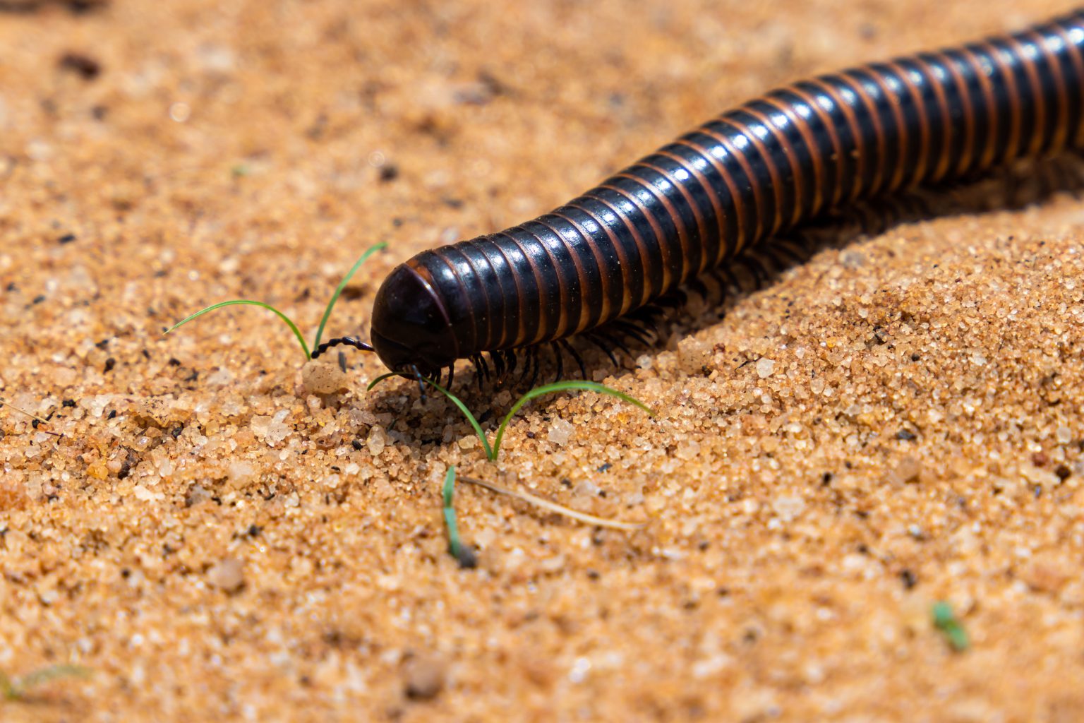 Centipedes and Millipedes in Las Vegas — What You Should Know and How ...